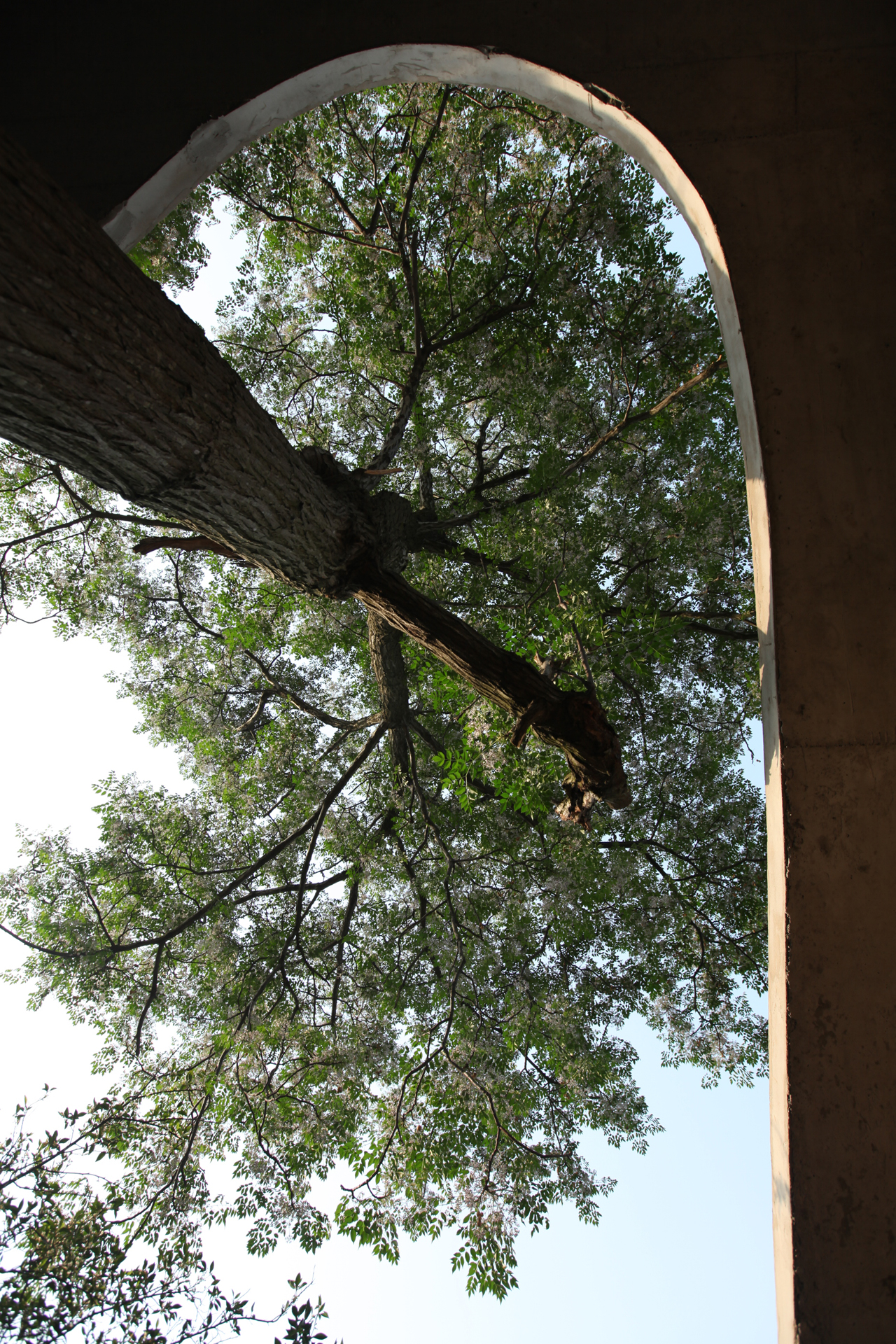 Gallery of Twin Trees Pavilion / Atelier Archmixing - 14