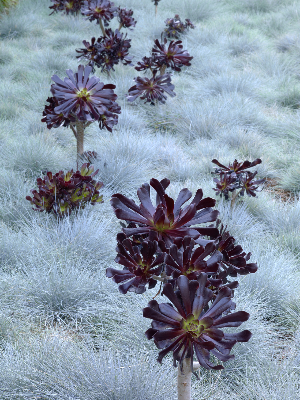 Gallery of Fran and Ray Stark Sculpture Garden, J. Paul Getty Center ...