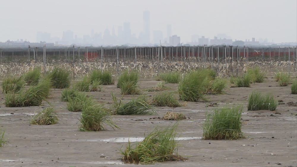 Gallery of 'Protective Ecologies: Building Resilience in Jamaica Bay ...