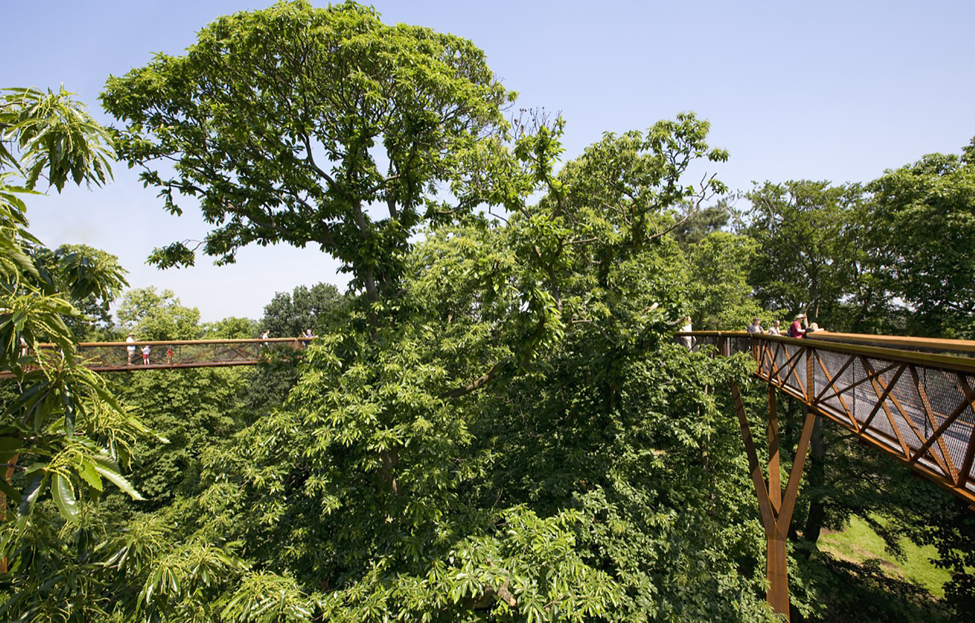 Gallery of Kew Tree Top Walkway & Rhizotron / Marks Barfield Architects - 3