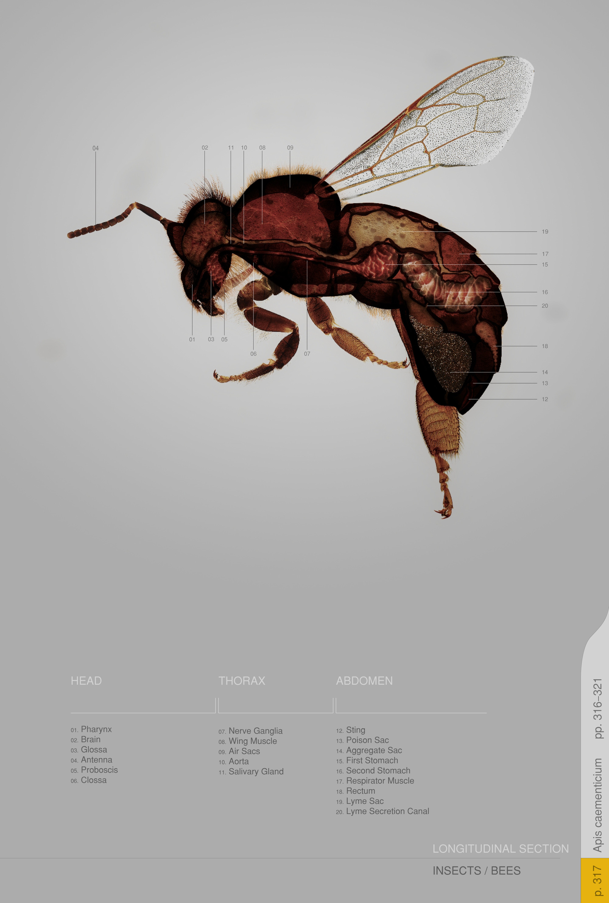 Gallery of Animal Printheads, Biomimicry and More: How Nature Will ...