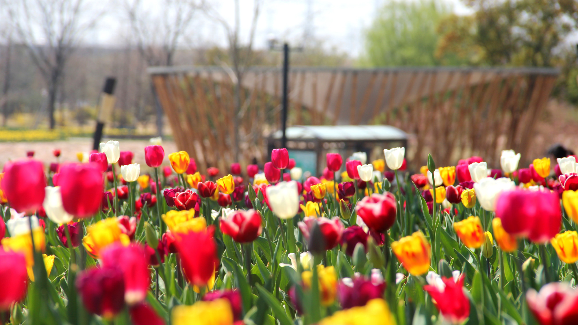 Galería de Paisaje y Arquitectura: Jardín Botánico de Chenshan, un ...
