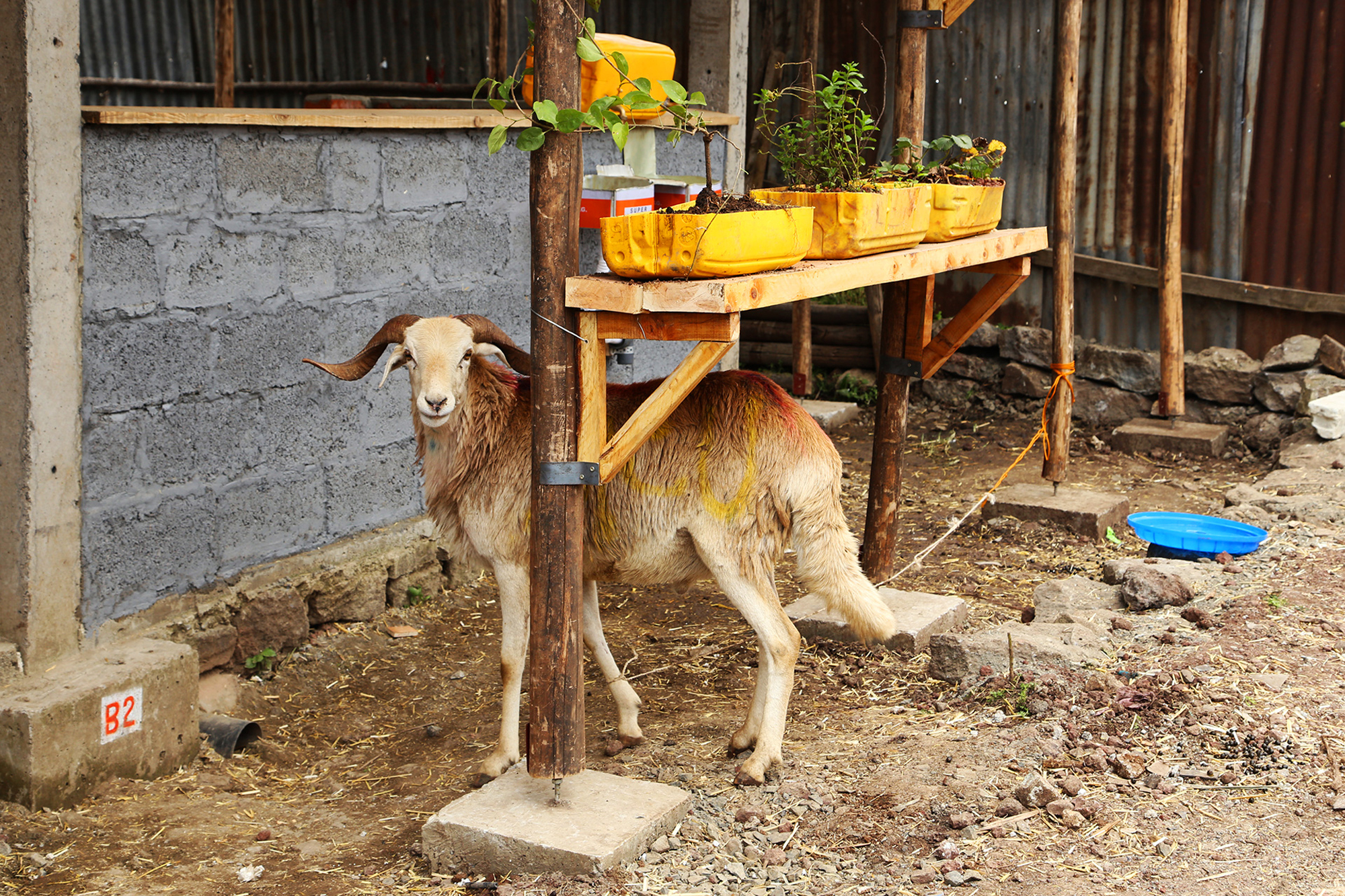 Gallery of 3 Experimental Homes Address Hyper-Urbanization in Africa - 24