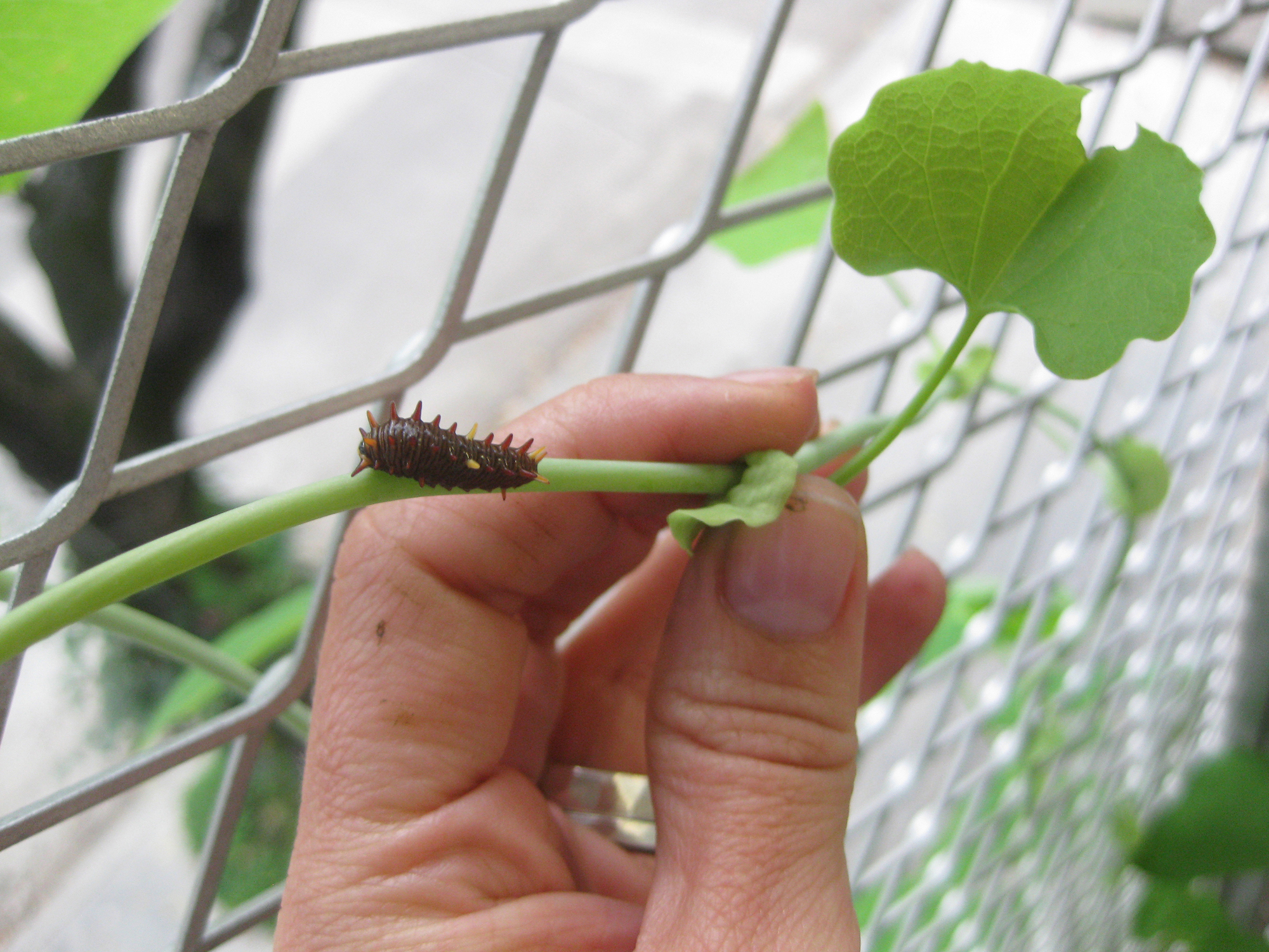 Gallery of Bioclimatic Prototype of a Host and Nectar Garden Building ...