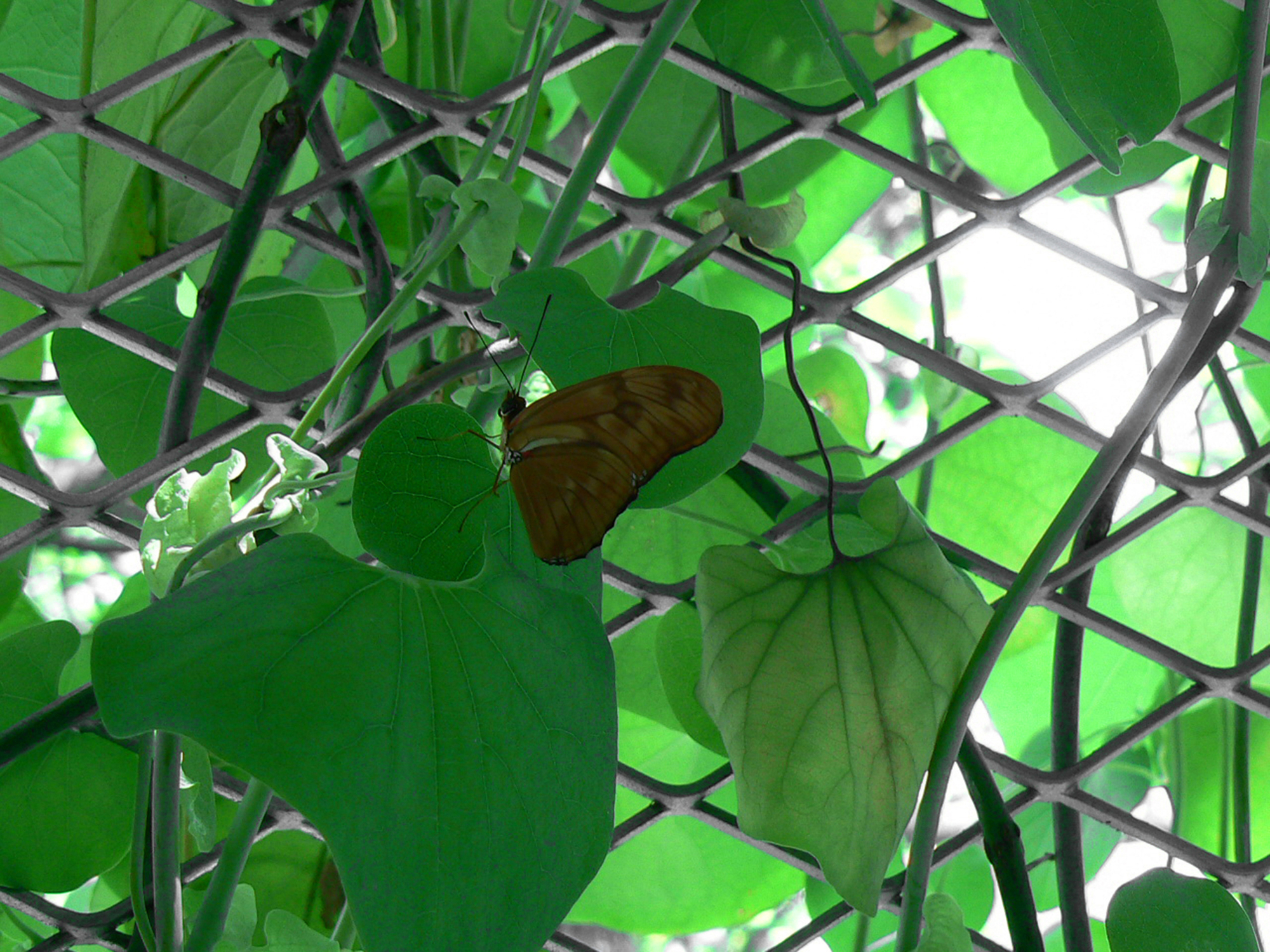 Gallery of Bioclimatic Prototype of a Host and Nectar Garden Building ...