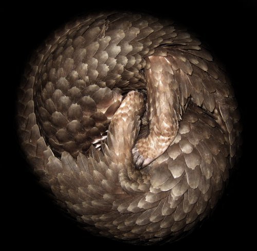 Pangolin House: Vision for Future House in Thailand / Pitupong ...