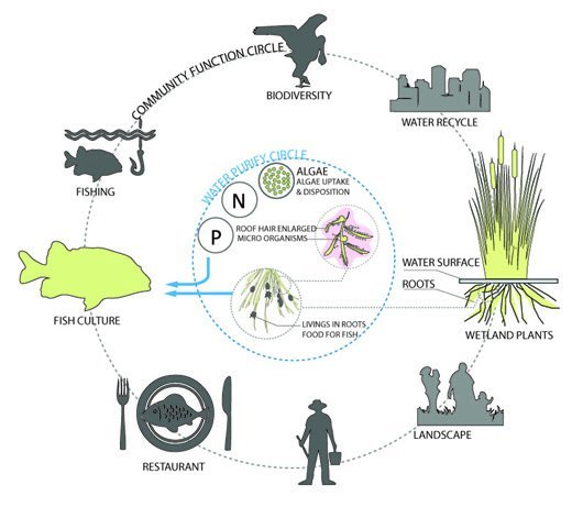 Labeled Wetland Food Web
