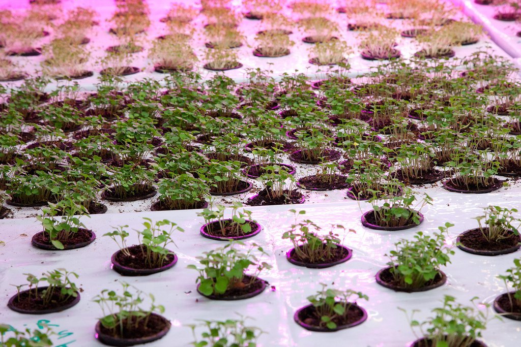 Gallery of The Plant: An Old Chicago Factory is Converted into a No ...