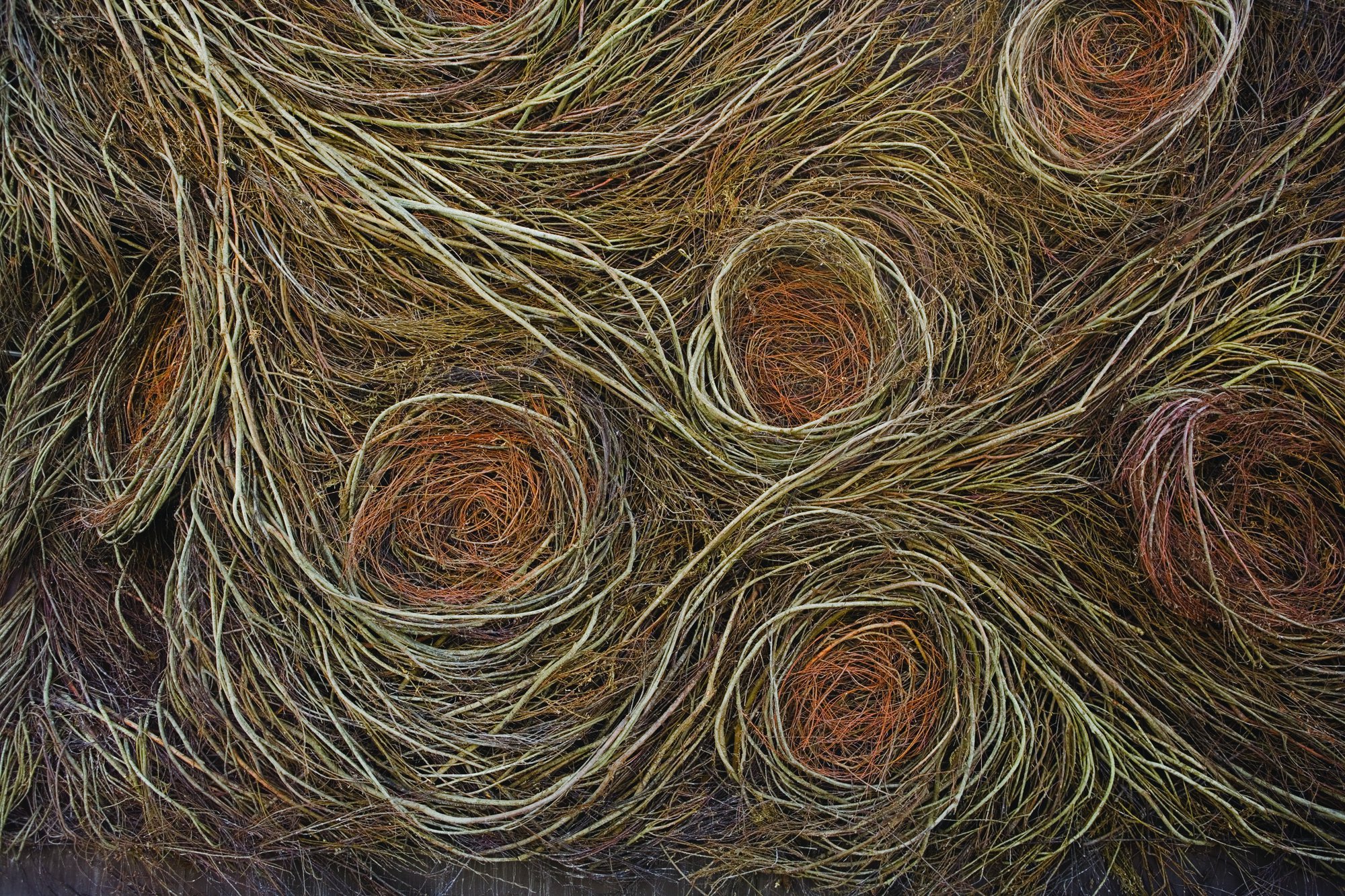 Gallery of Stickwork / Patrick Dougherty - 14