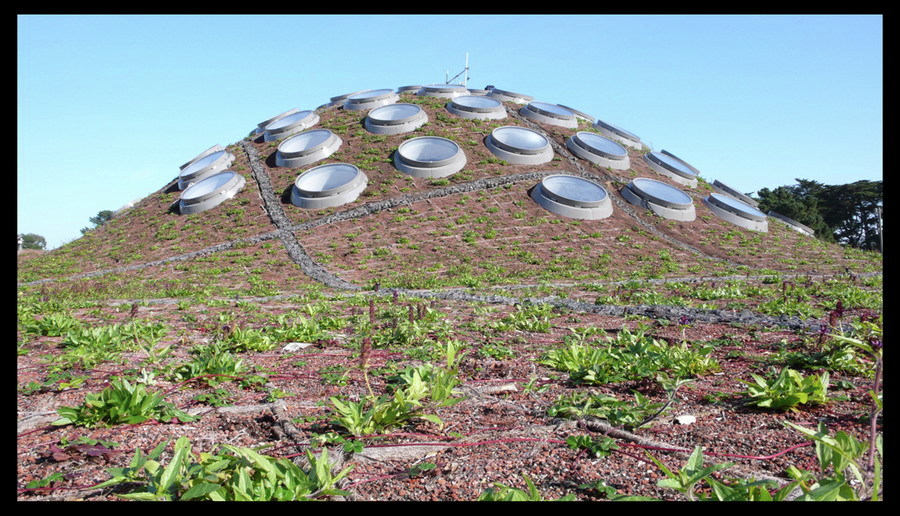 Gallery of California Academy of Science / Green roof construction and ...