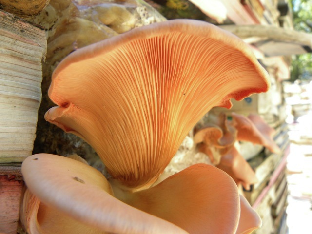 Gallery of Update: Jardin de la Connaissance ...