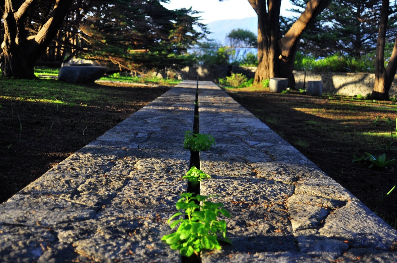 Galería de Punta Pite / Estudio del Paisaje Teresa Moller & Asociados - 22