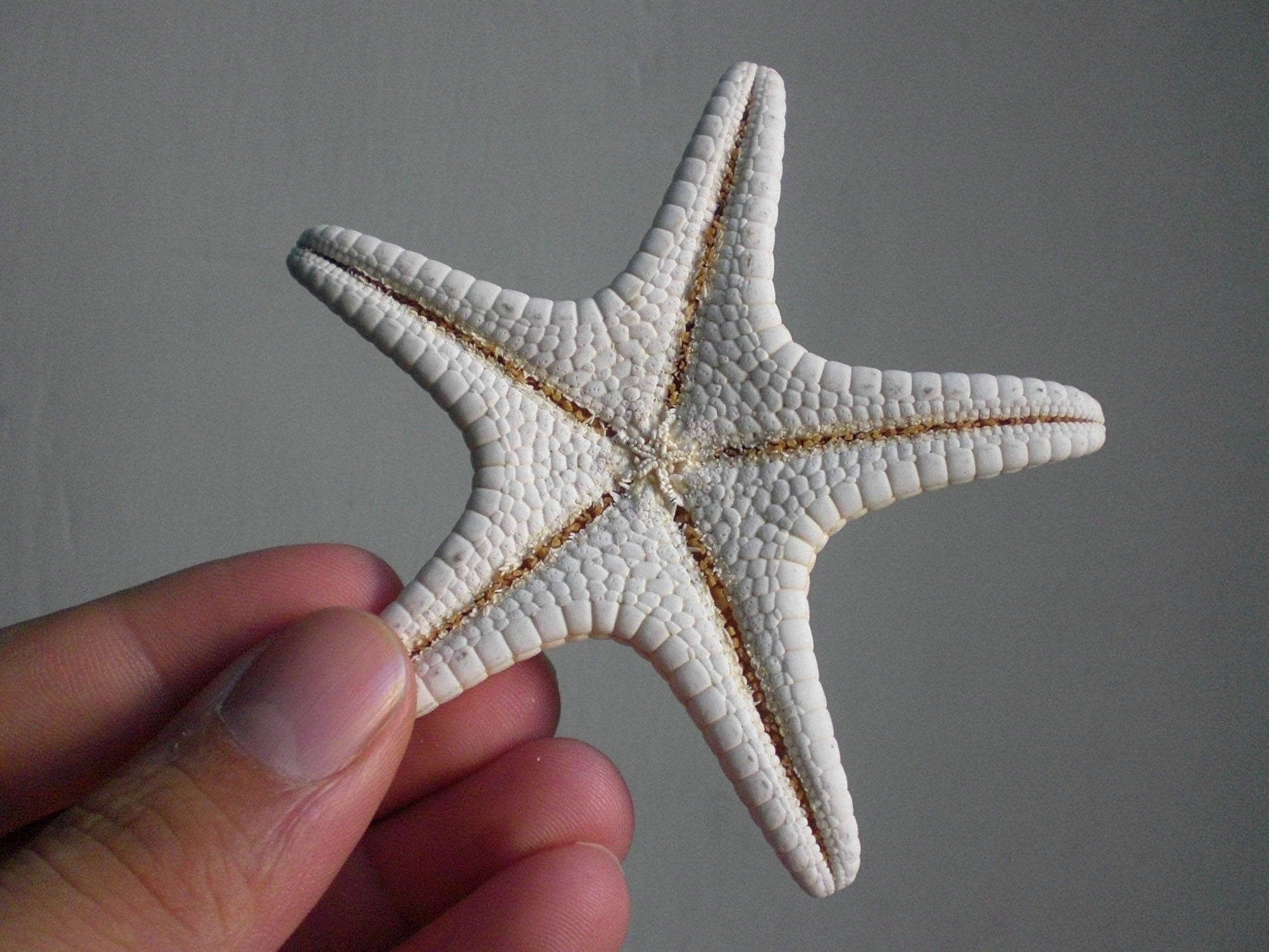 Gallery of Starfish Square / Schiavello Architects Office - 9