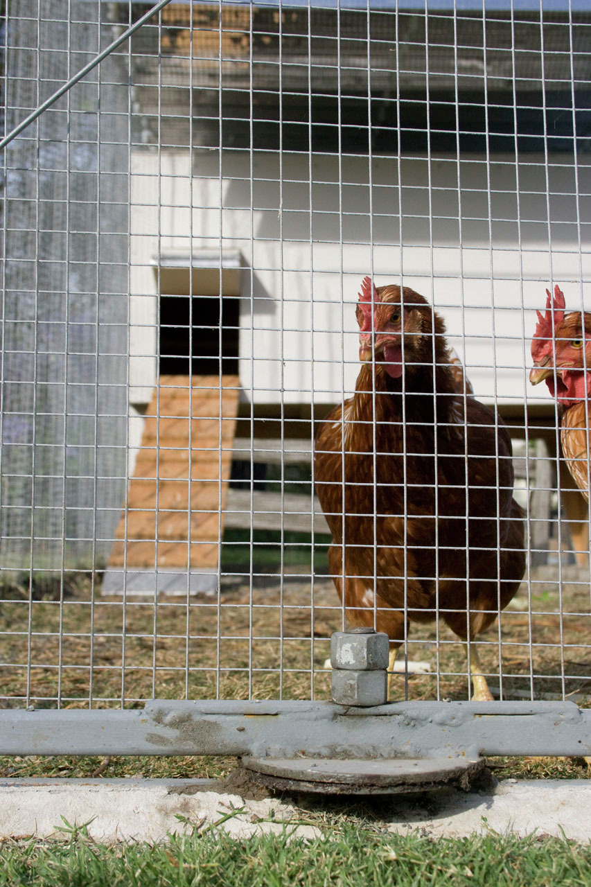 Gallery of Origami Coop / Chris Mullaney - 13