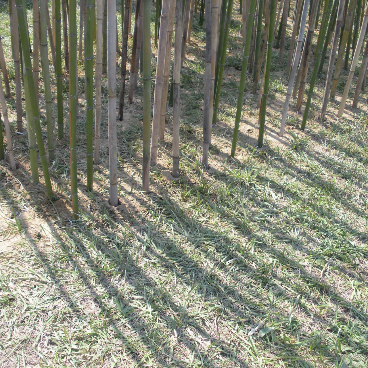 "Thicket" - Installation / Sanders Pace Architecture | ArchDaily