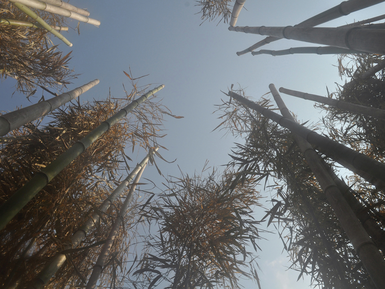 Gallery of "Thicket" - Installation / Sanders Pace Architecture - 7