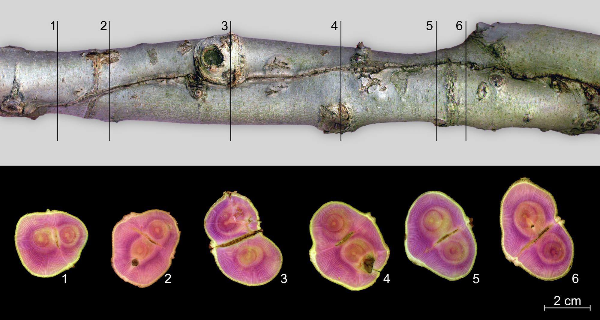 Galería de Baubotanik: el sistema de diseño inspirado en la botánica ...