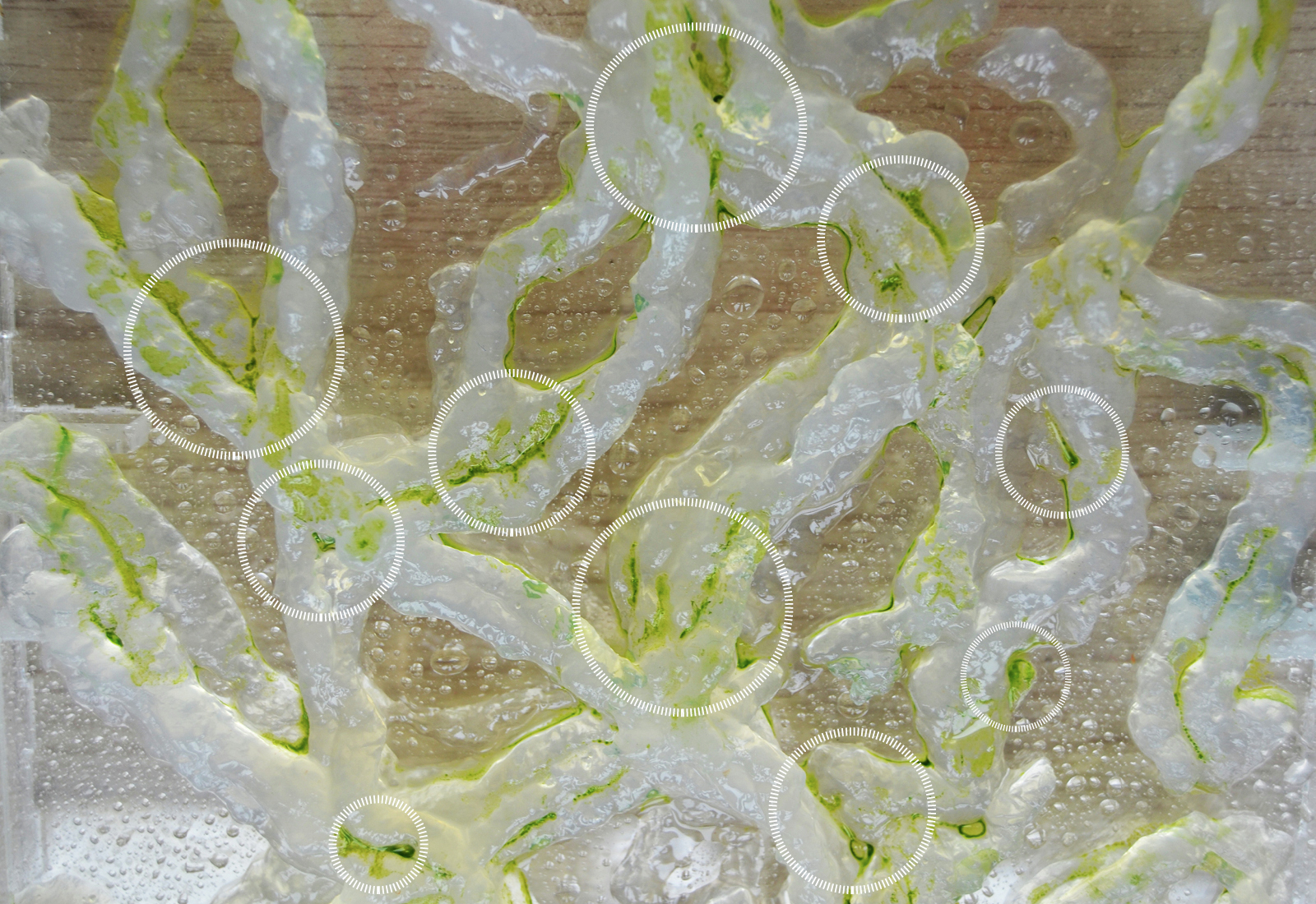 Gallery of IaaC Student Develops 3D Printed "Living Screen" From Algae - 4