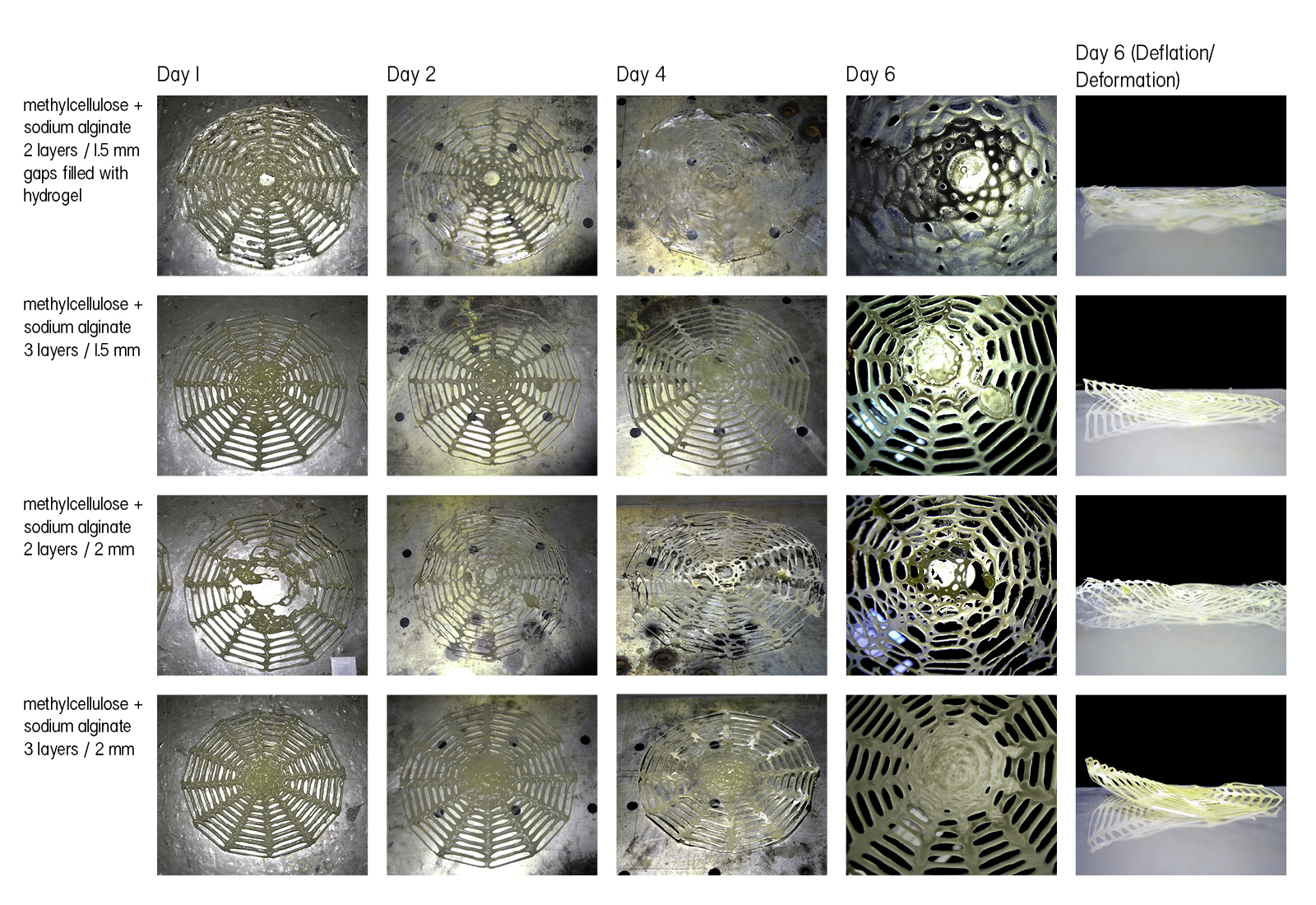 Gallery of IaaC Student Develops 3D Printed "Living Screen" From Algae - 6