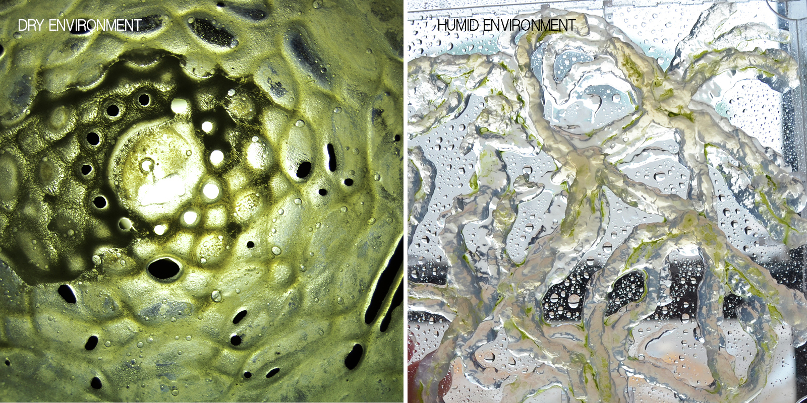 Gallery of IaaC Student Develops 3D Printed "Living Screen" From Algae - 9