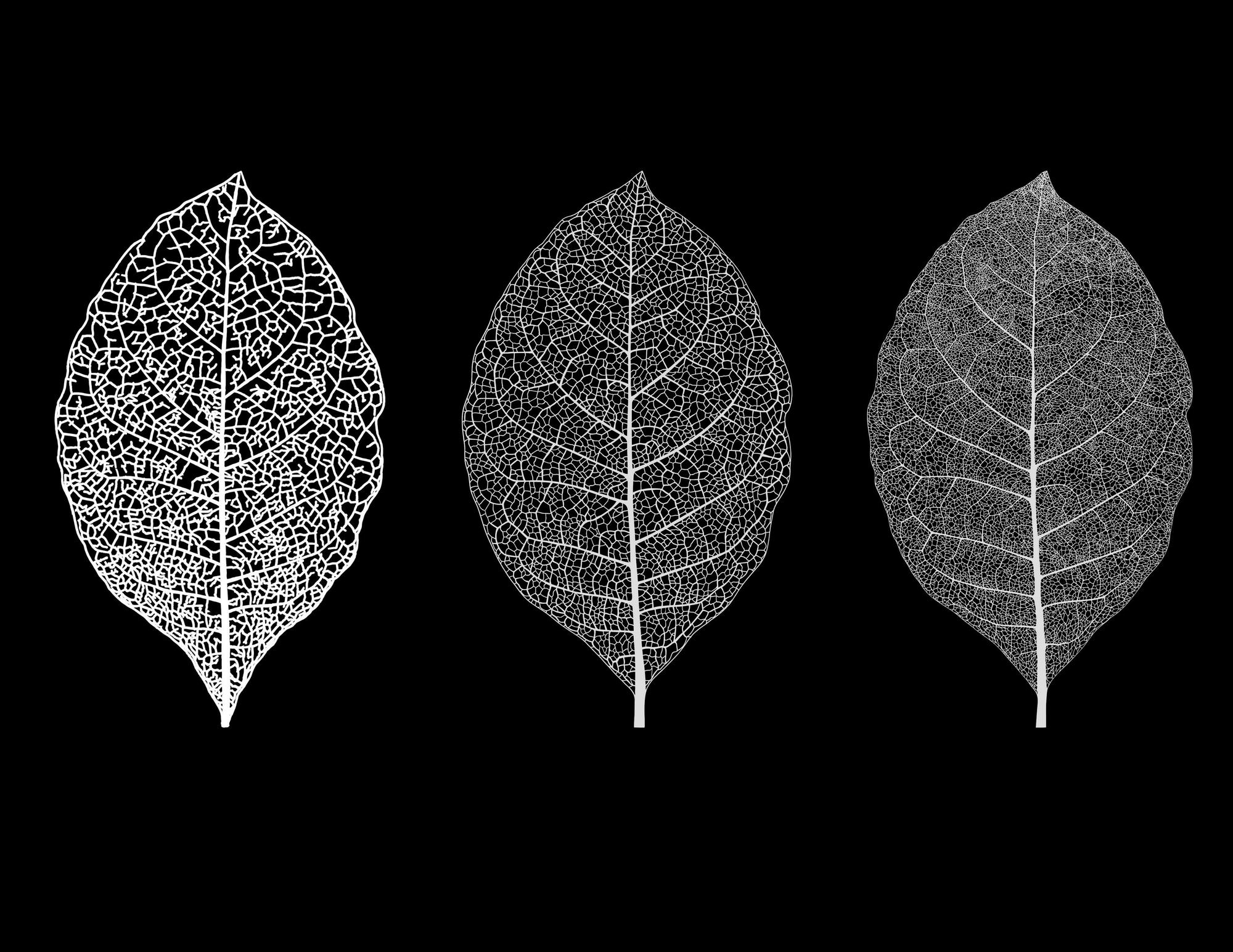 Galería de Jan Hendrix en la arquitectura: huella holandesa en México - 44