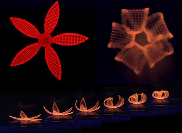 Harvard Researchers Develop 4D-Printed Structures that React to Water ...