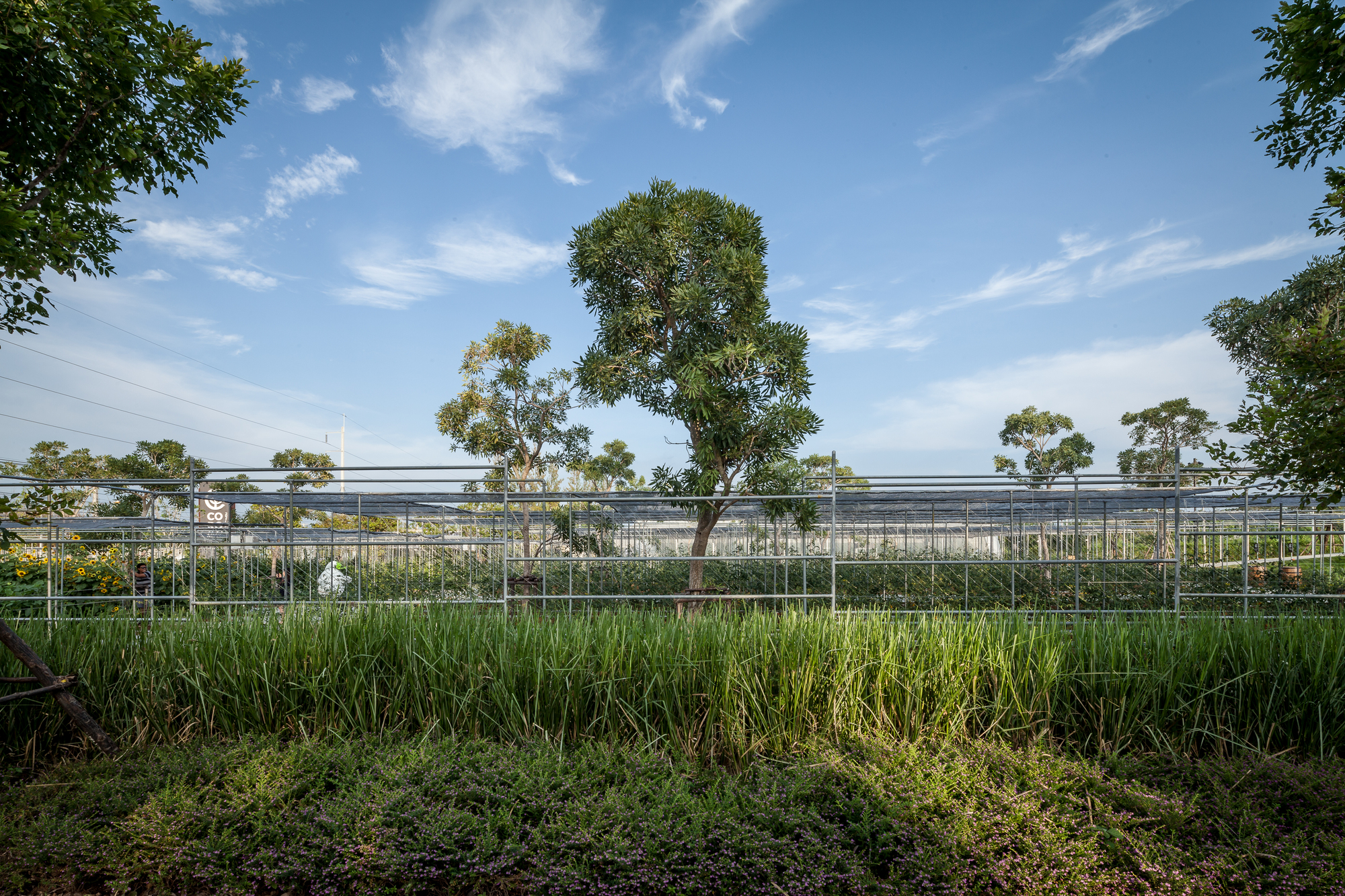 Gallery of CORO Project - Phase 1 / Integrated Field - 36