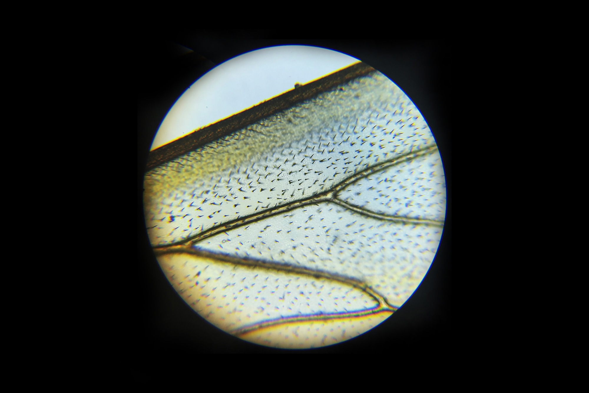 bee wing under a microscope