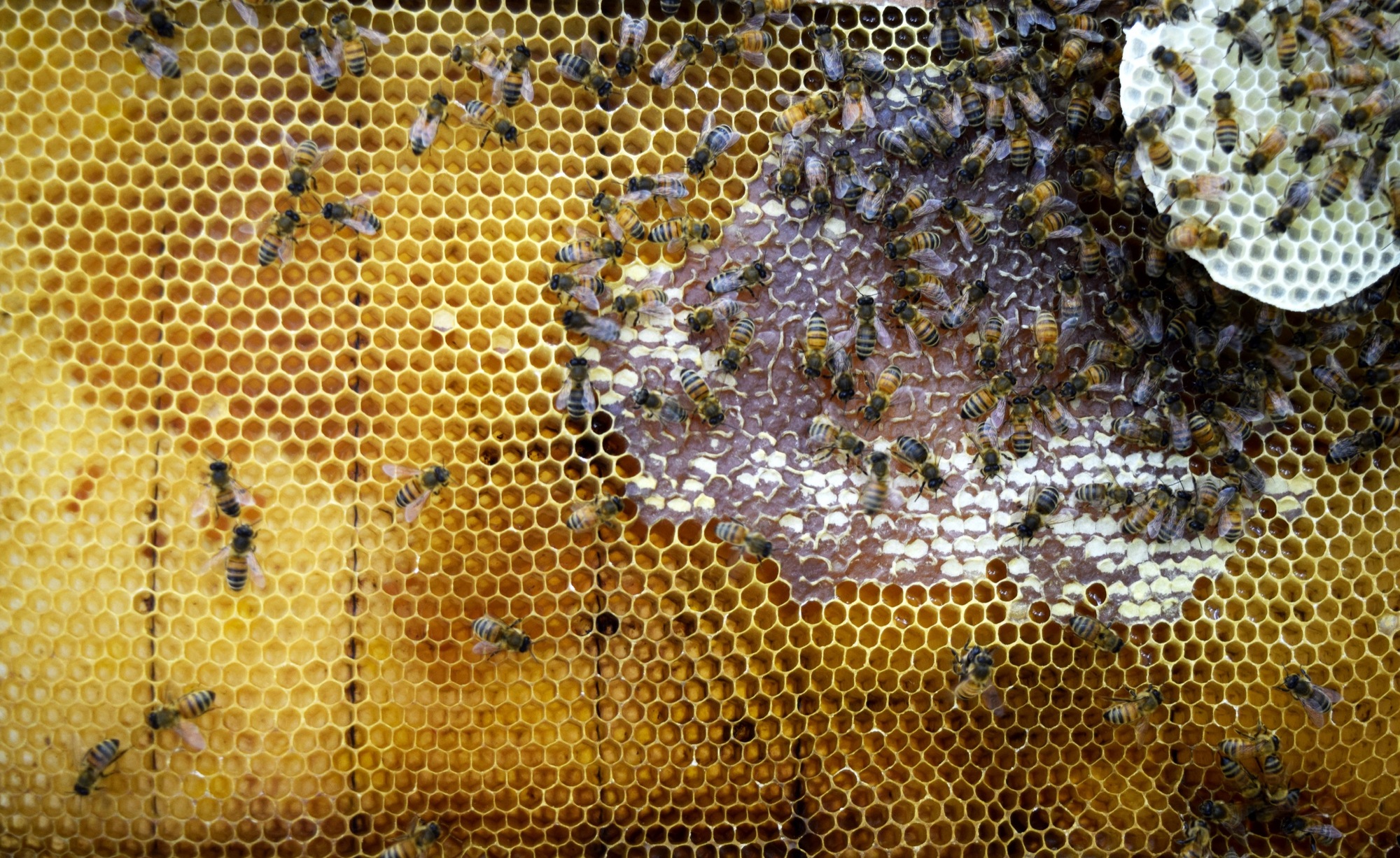 Gallery of Neri Oxman + Mediated Matter Create Synthetic Apiary to ...