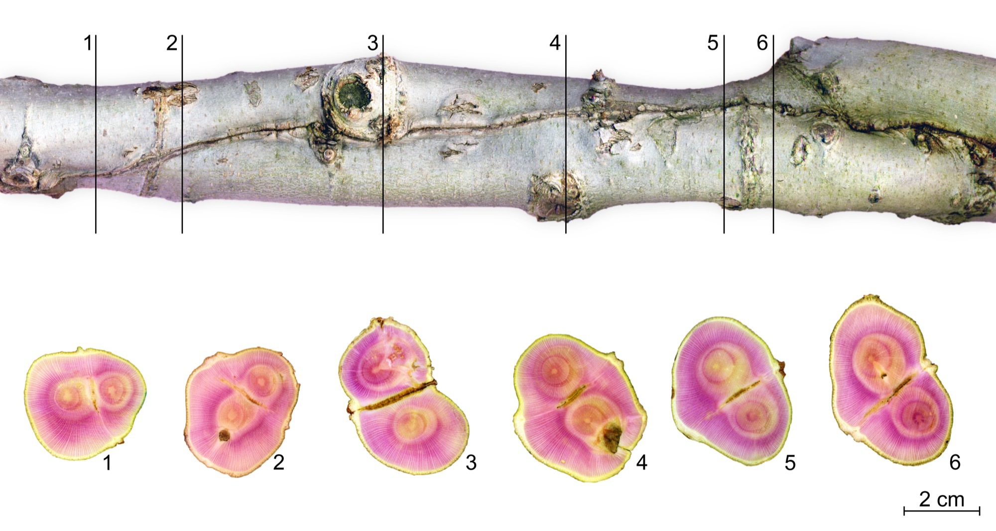 Galeria de Platanenkubus Nagold / Ludwig.Schoenle - 14