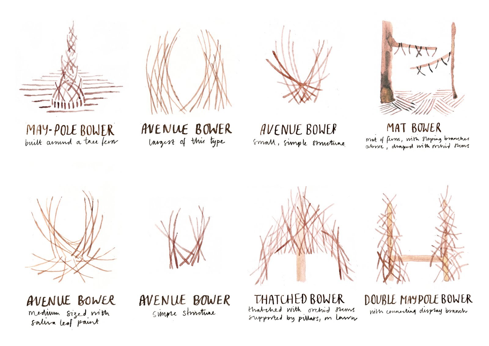 Gallery of Power to the Bower: A Bird’s Architectural Method of ...