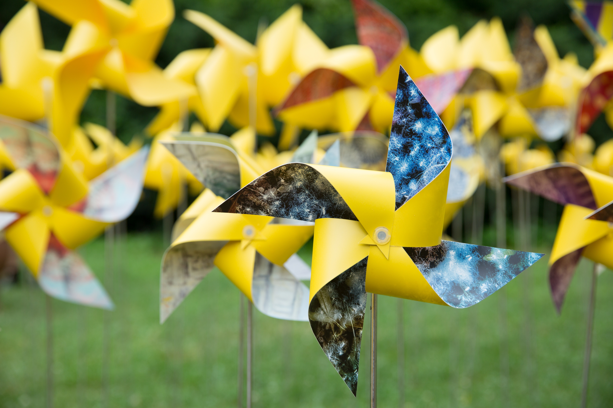 Gallery of Brooklyn's Prospect Park Gets Covered in Thousands of ...