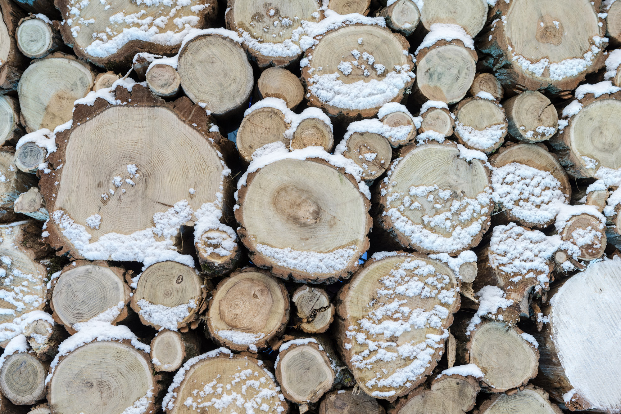 Gallery of Hello Wood Builds 5 Wooden Christmas Trees in Cities ...