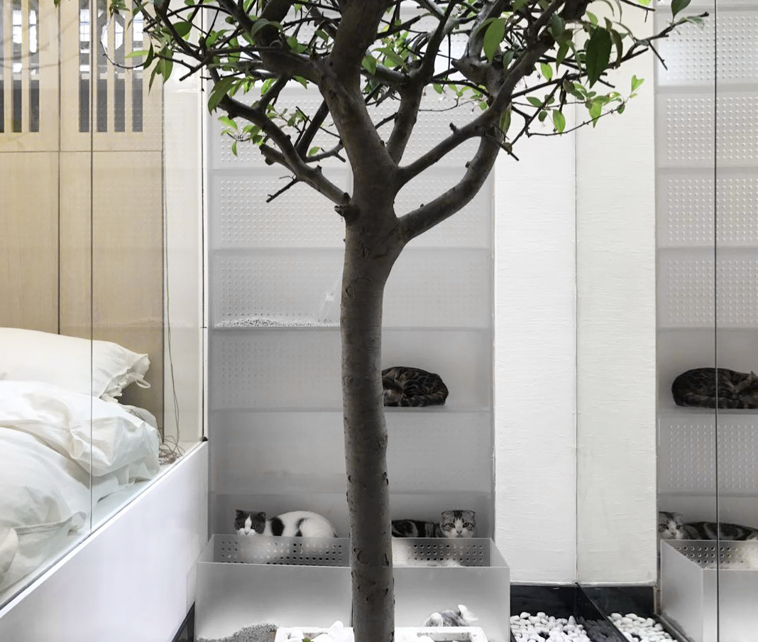 Gallery of Cat House / FANAF - 17