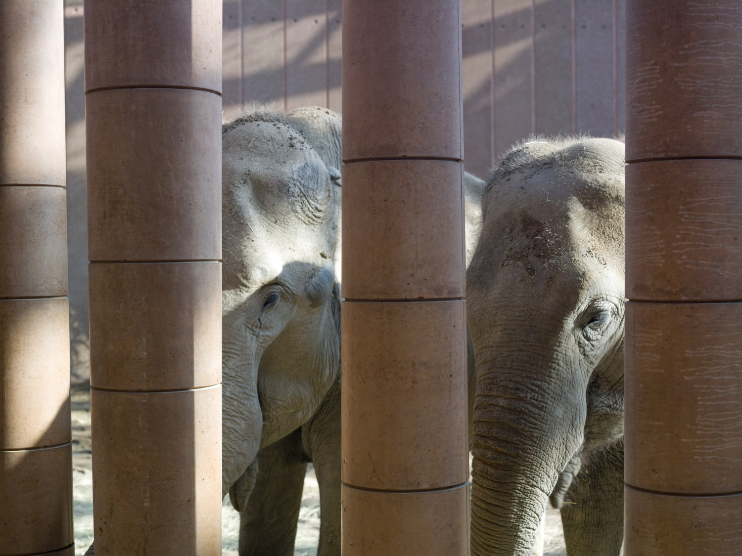 Gallery of Elephant House / Foster + Partners - 2