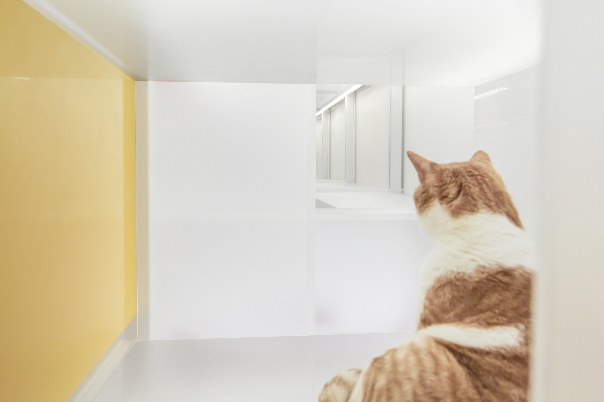 Gallery of Home of Pets / HDD - 31