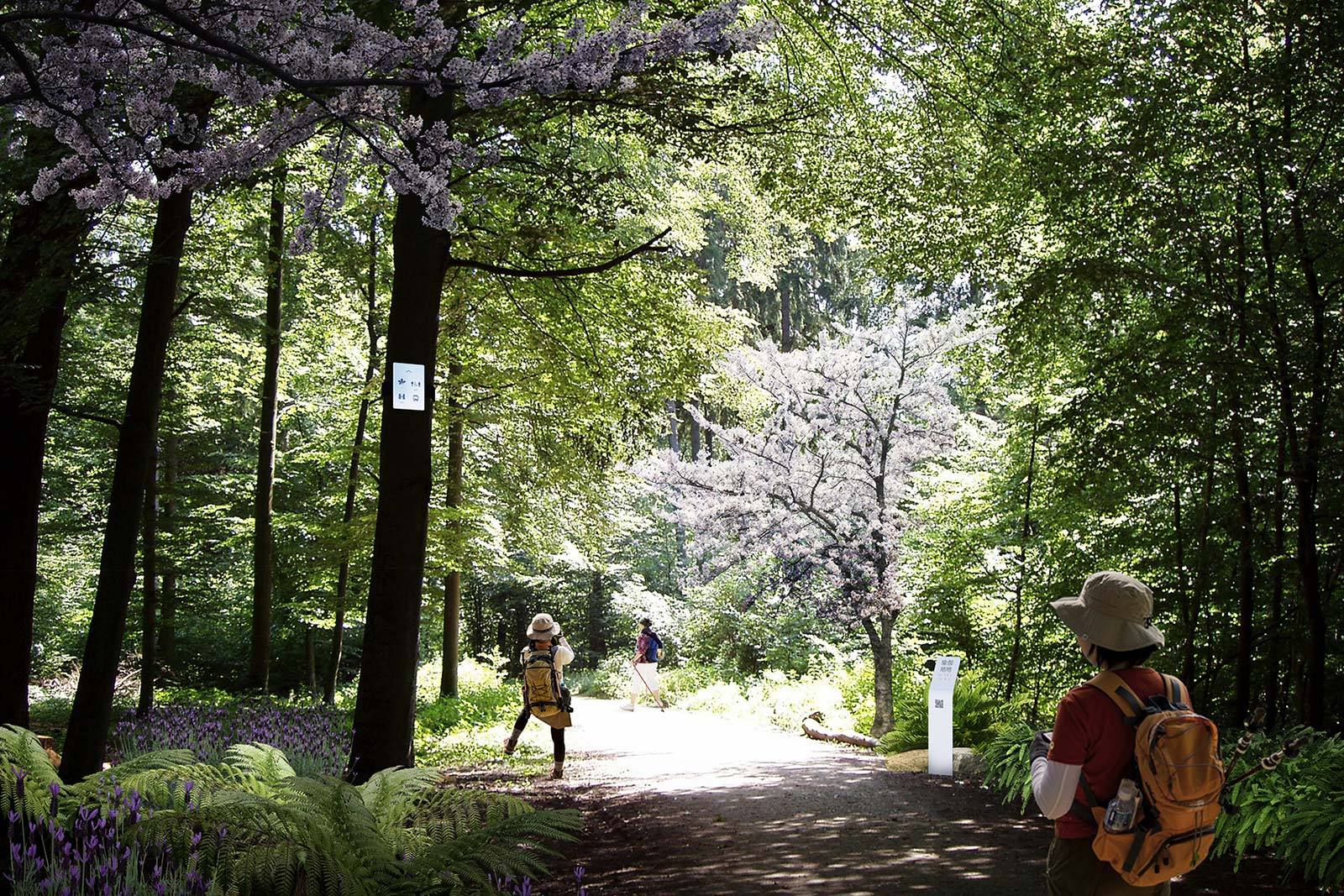 Gallery of LOLA, L+CC, and Taller Architects Design "Romantic" Forest ...