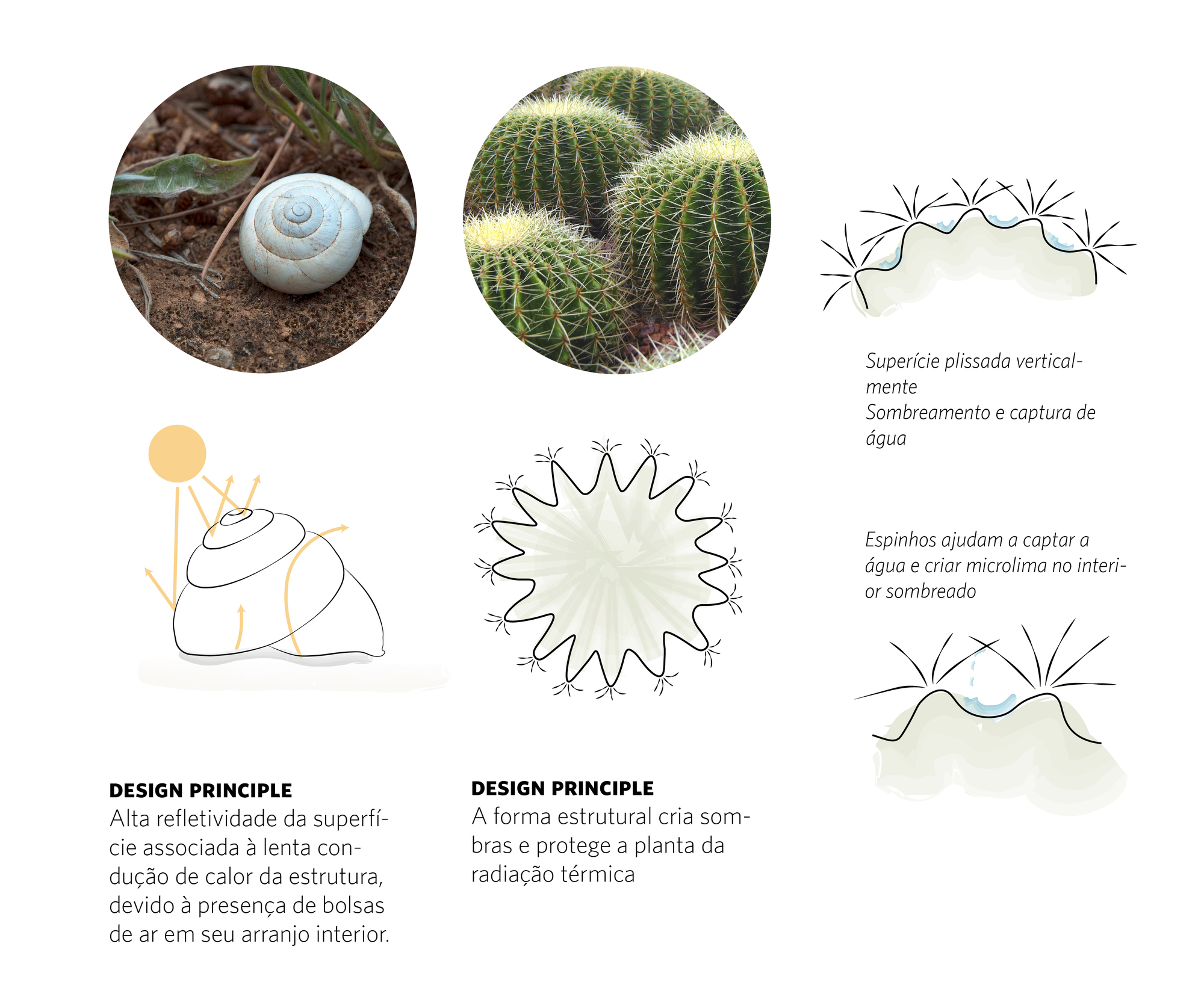Galeria de Inspiração na natureza muito além da forma: a biomimética na ...