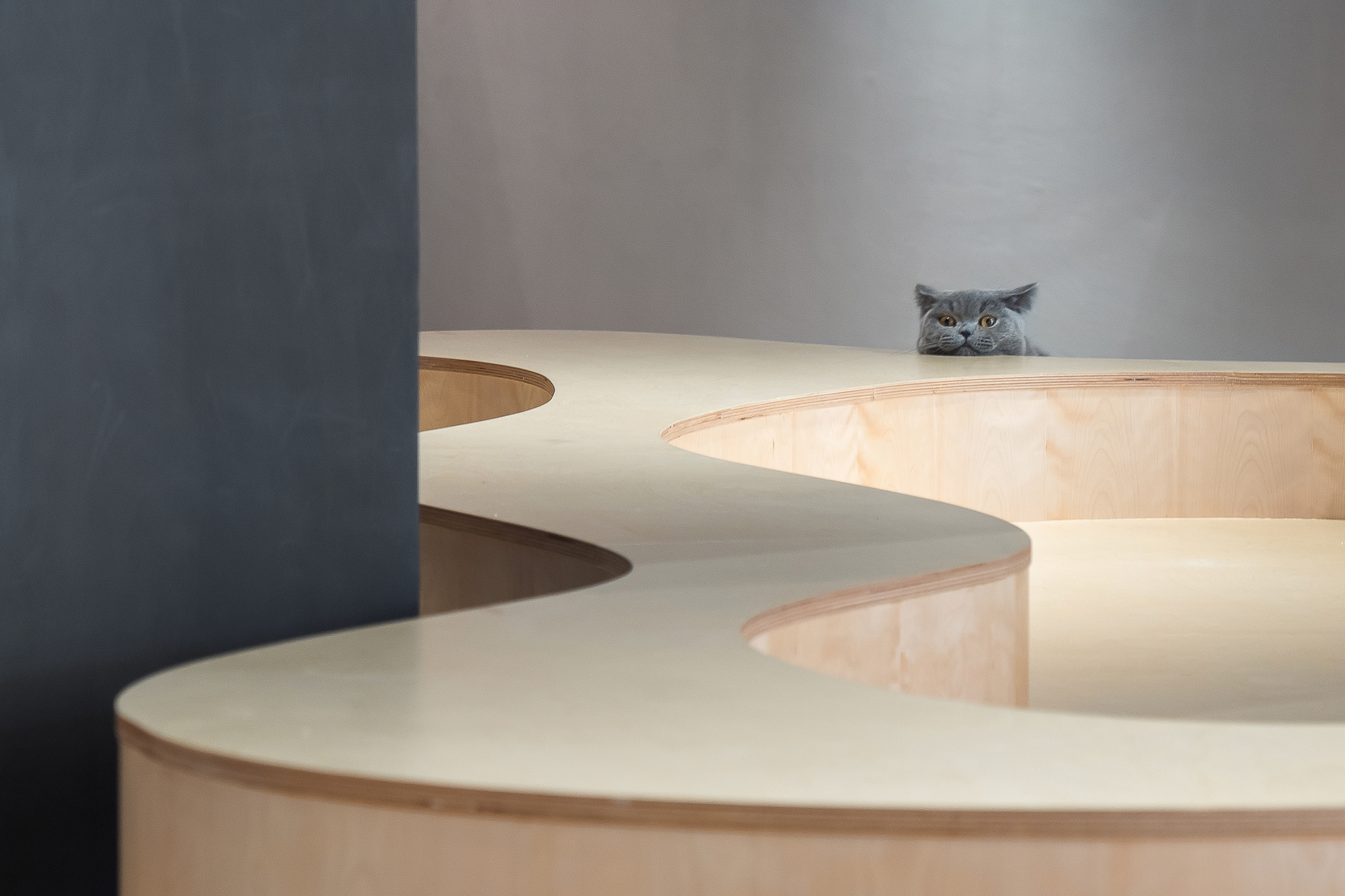 Gallery of Meow Restaurant / E Studio - 12