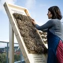 Seaweed as Cladding: Combining Old Traditions With New Tech | ArchDaily