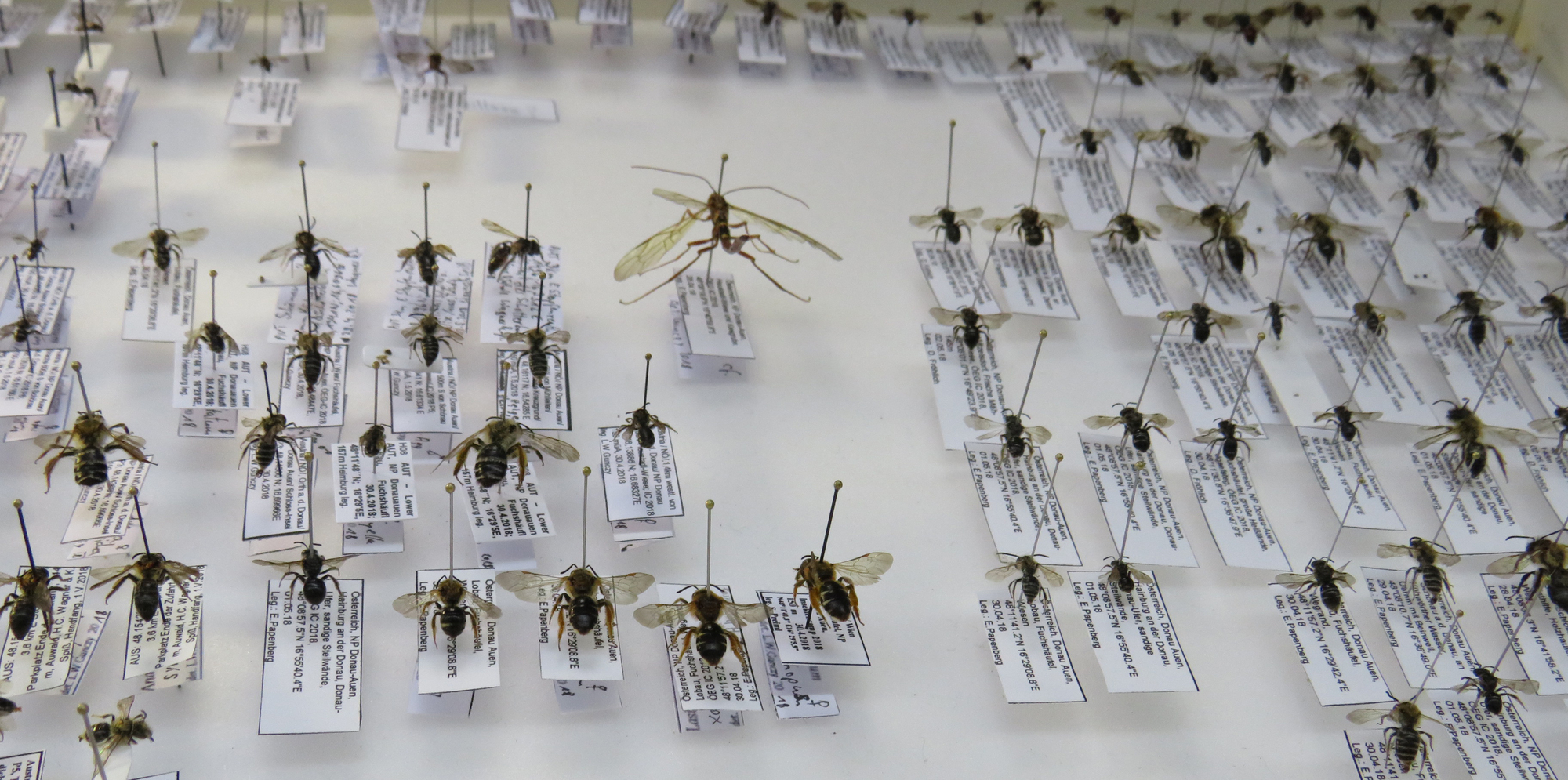 Galería de Ciudad de insectos: los pequeños límites entre ser humano y ...