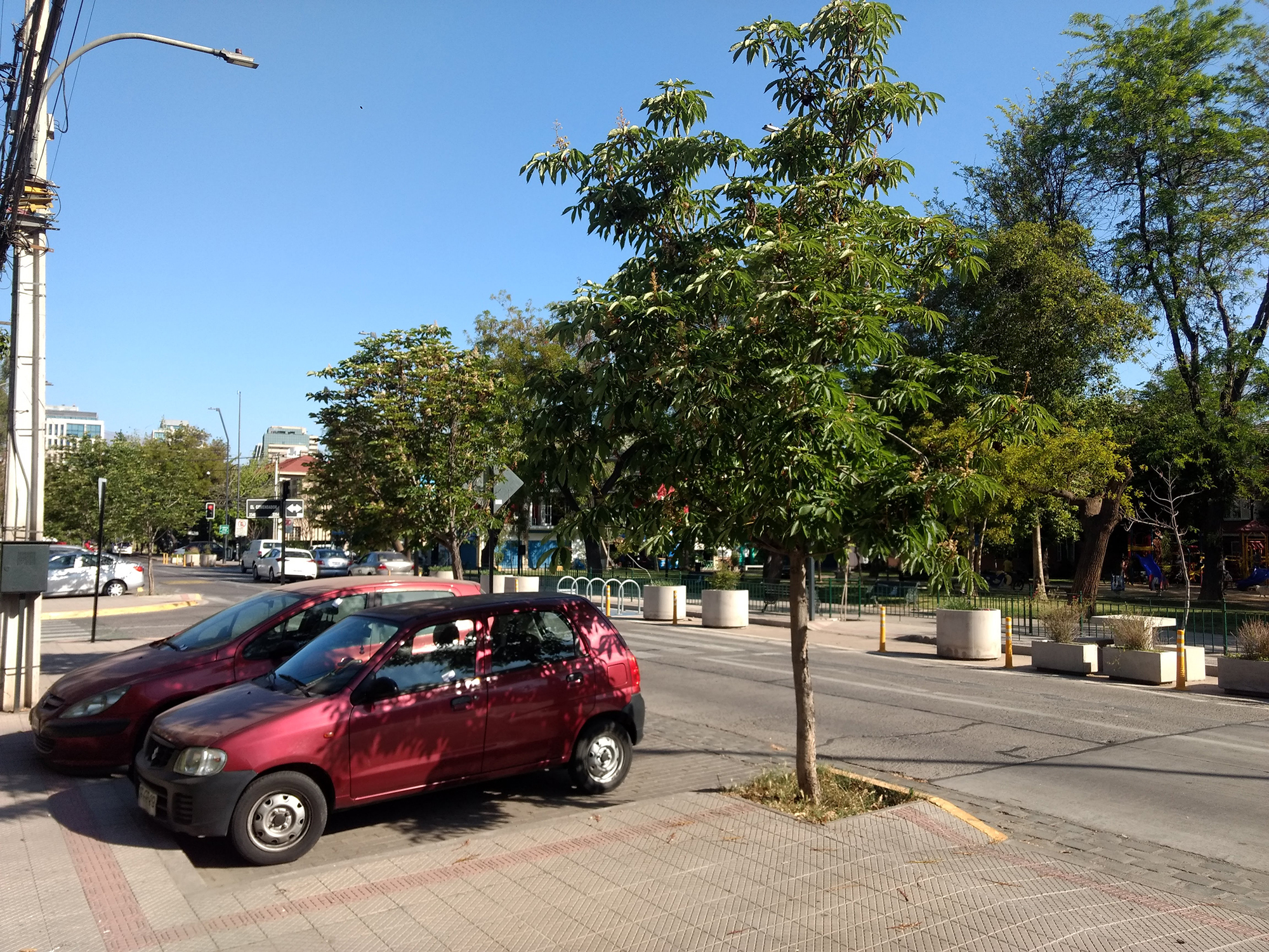 Gallery of Tips for Choosing Tree Species in Urban Settings - 14