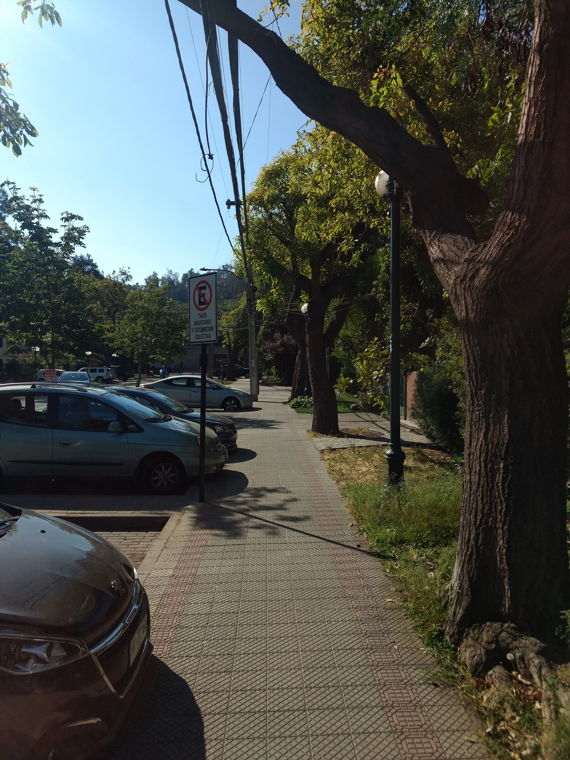 Gallery of Tips for Choosing Tree Species in Urban Settings - 5