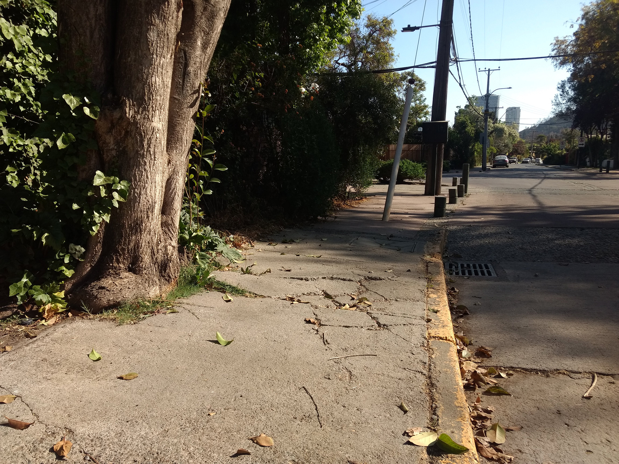 Gallery of Tips for Choosing Tree Species in Urban Settings - 12