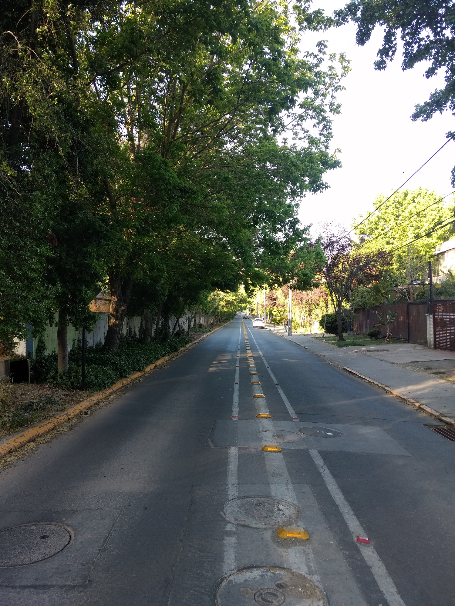 Gallery of Tips for Choosing Tree Species in Urban Settings - 11