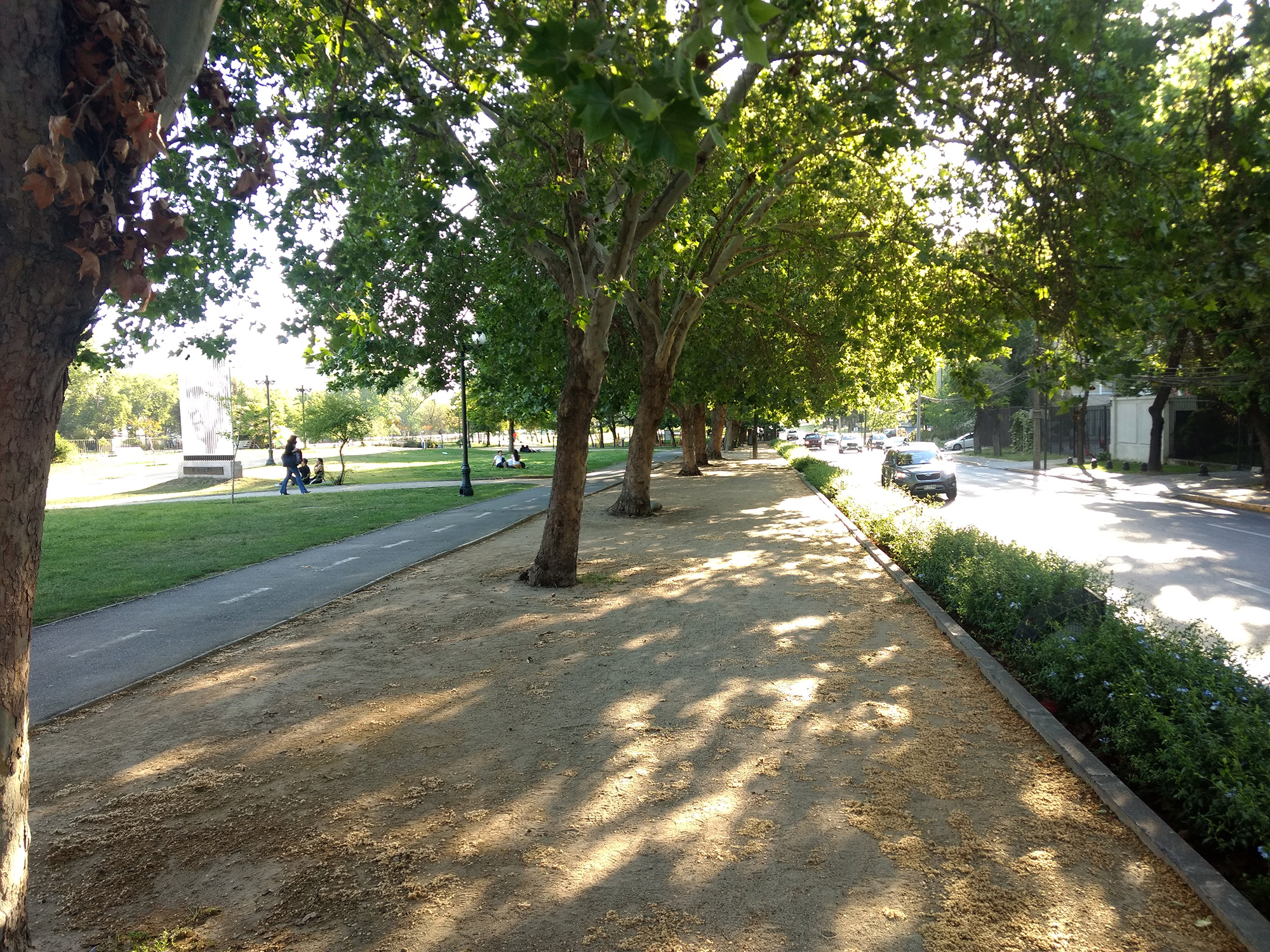 Gallery of Tips for Choosing Tree Species in Urban Settings - 9