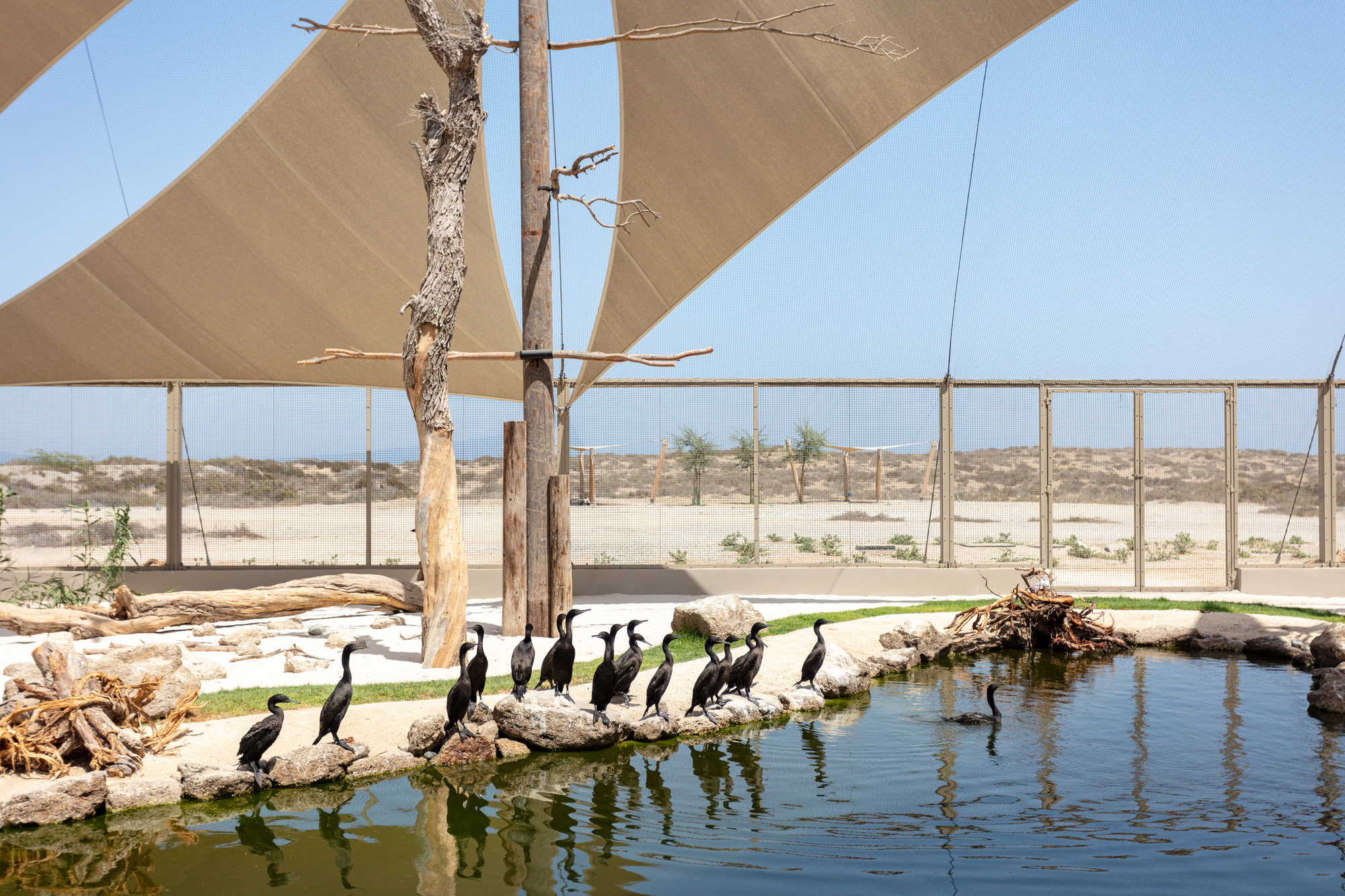 Gallery of Turtle Sanctuary at Kalba Mangrove Reserve / Hopkins ...