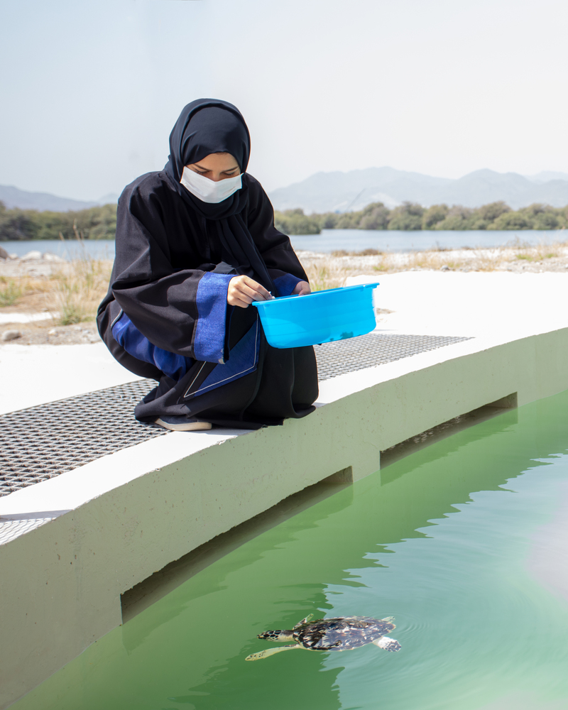 Gallery of Turtle Sanctuary at Kalba Mangrove Reserve / Hopkins ...