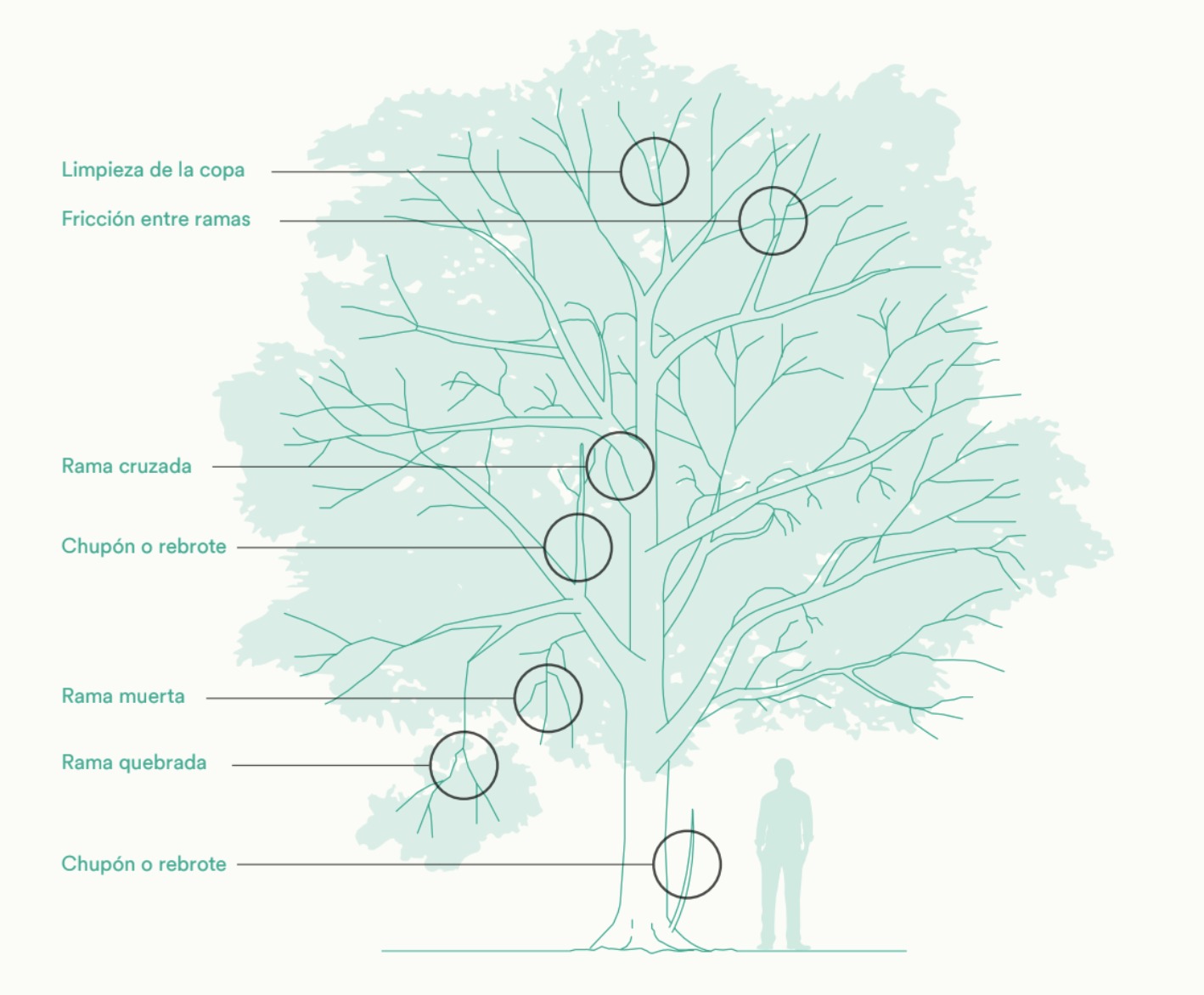 Galería de Fundación Mi Parque lanza manual de manejo del arbolado ...