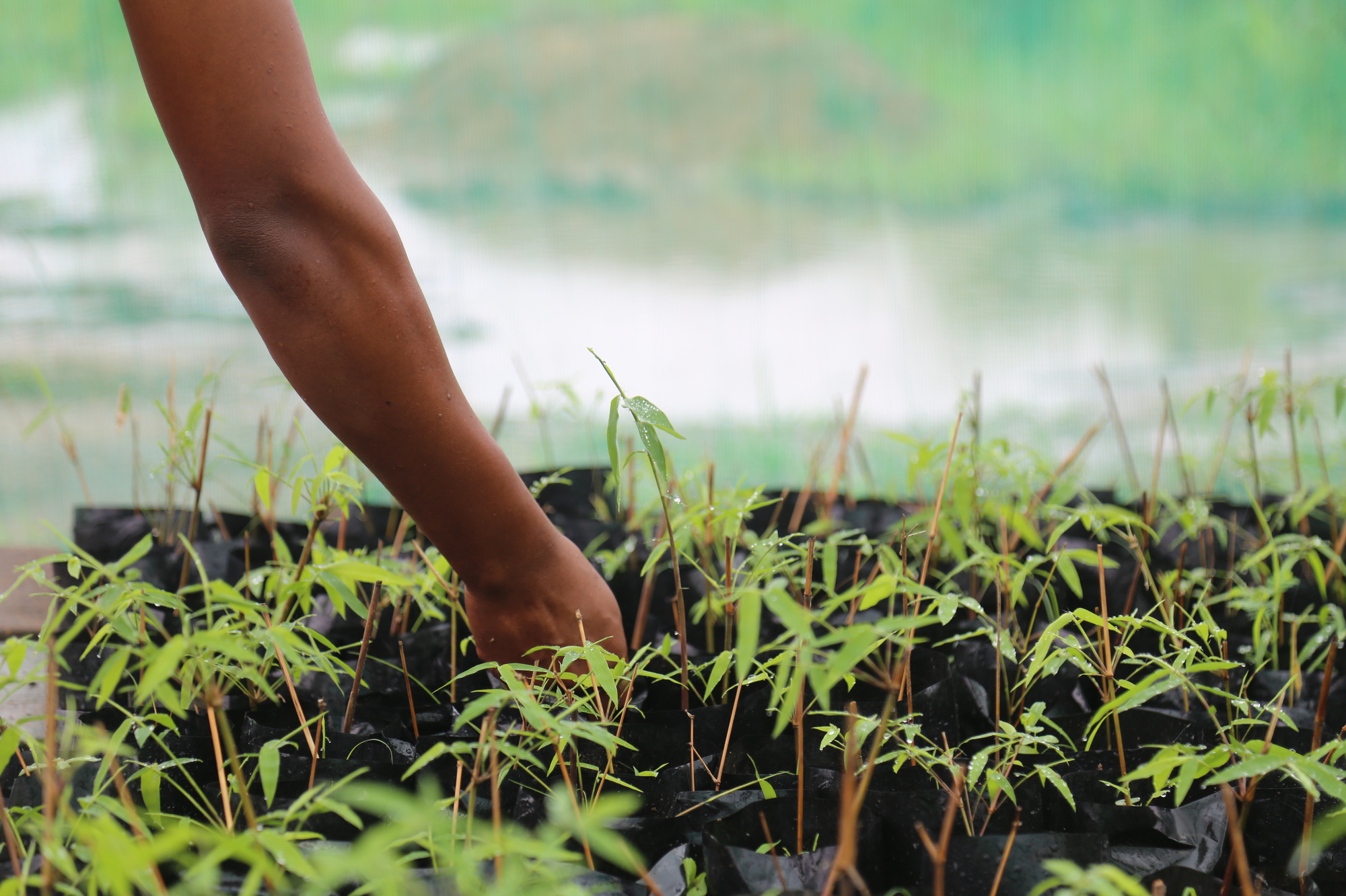 Gallery of Bamboo Farm Office: Headquarters of a Prototype Farm Growing ...